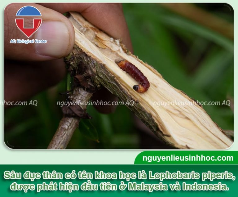 Thuốc trừ sâu đục thân Ola insect in99 hiệu quả, an toàn cây