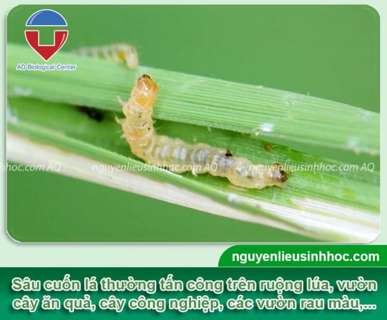 Thuốc trừ sâu cuốn lá Ola Insect in99 hiệu quả, an toàn cây
