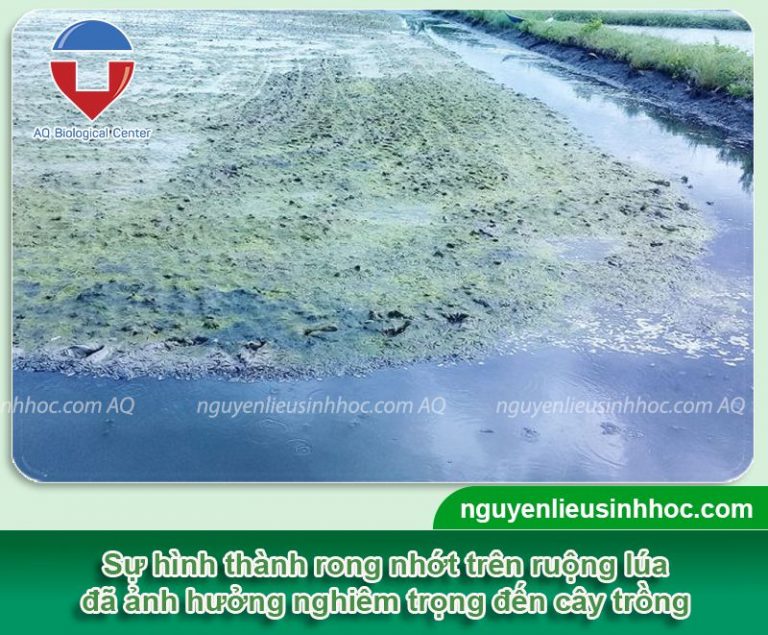 Thuốc đặc trị rong nhớt trên lúa Nano Cu Gold xử lý rong rêu