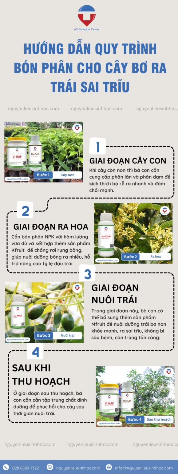 Quy trình bón phân cho cây bơ ra trái và dưỡng trái