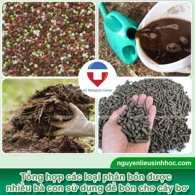 Quy trình bón phân cho cây bơ ra trái và dưỡng trái