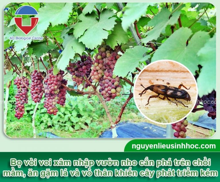 Phòng trừ bọ vòi voi hại nho hiệu quả và an toàn cho cây