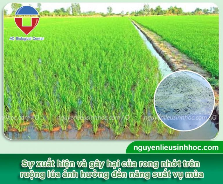 Thuốc đặc trị rong nhớt trên lúa Nano Cu Gold xử lý rong rêu