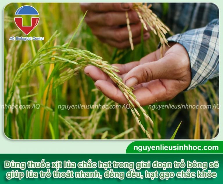 Thuốc xịt lúa chắc hạt sáng hạt phòng trừ lem láp hạt lúa