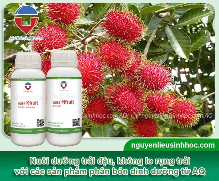 Quy trình bón phân chăm sóc chôm chôm giai đoạn nuôi trái