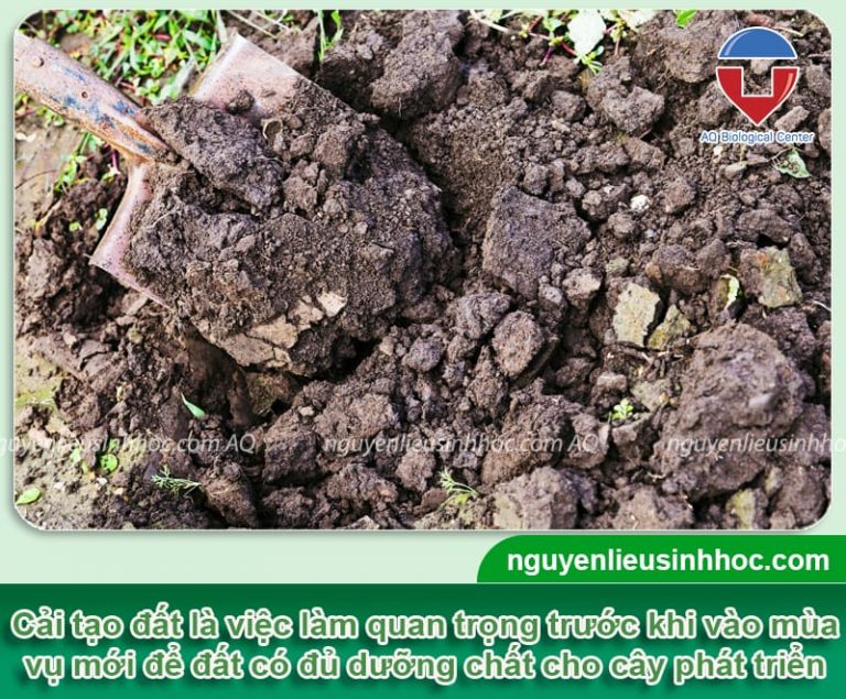 Cải tạo đất trồng cây ăn quả tơi xốp, giàu dưỡng chất