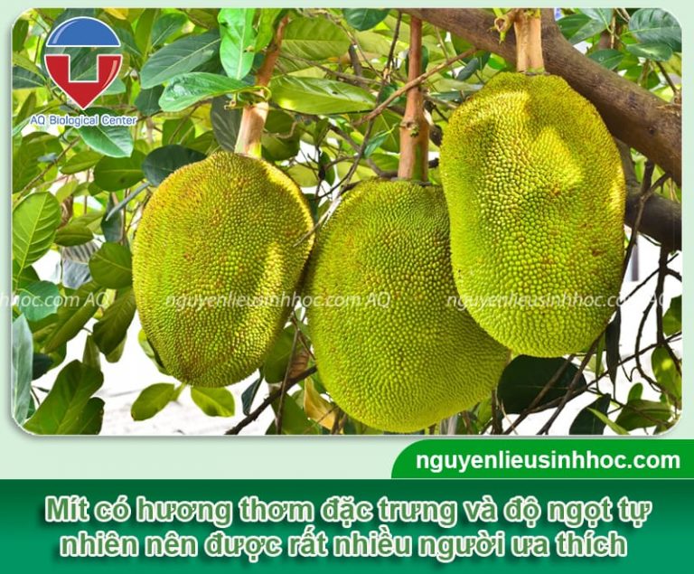 Hướng dẫn cách trồng cây mít và chăm sóc trái ra quanh năm