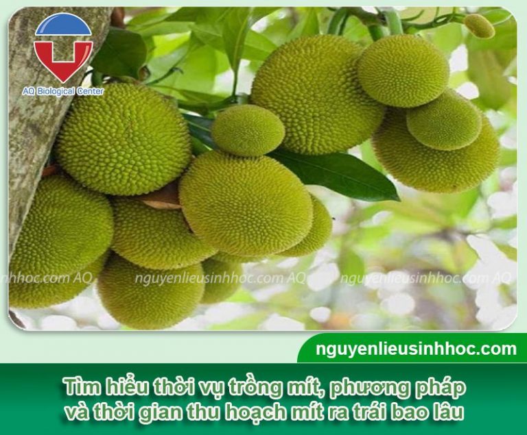 Mít trồng bao lâu có trái? Năng suất mỗi cây và kích ra trái