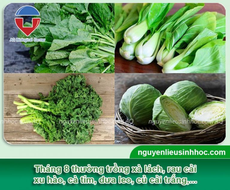 Lịch trồng rau miền Bắc theo từng tháng 2025