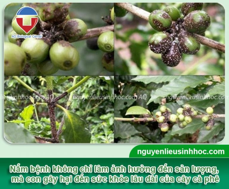 Thuốc trị nấm cà phê Phy FusaCo hiệu quả nhanh, giá tốt