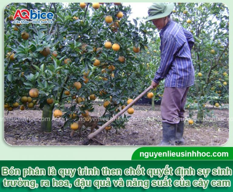 Bón phân cho cây cam sau thu hoạch để vụ sau bội thu