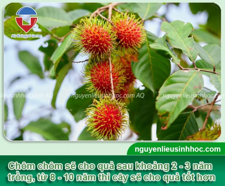 Trồng chôm chôm bao lâu có trái và Nên trồng khi nào?