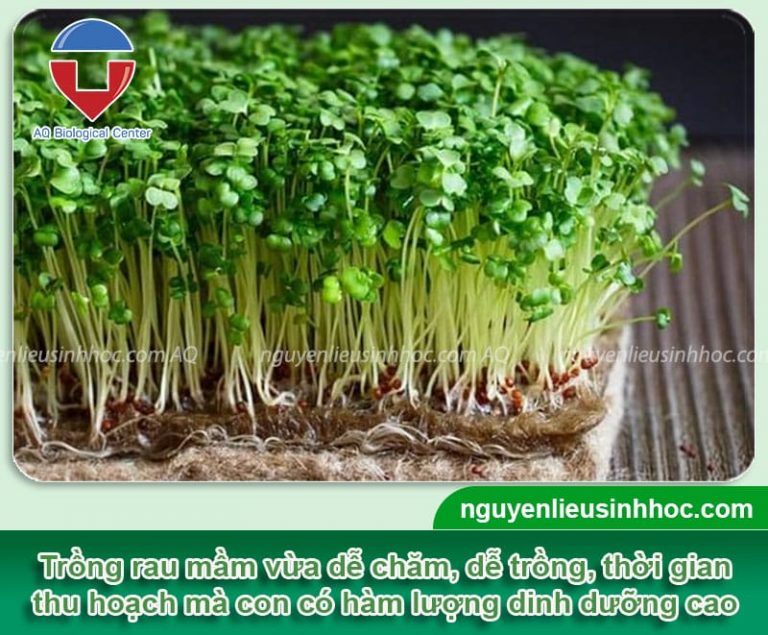Hướng dẫn cách trồng rau mầm trên đất tại nhà xanh tốt