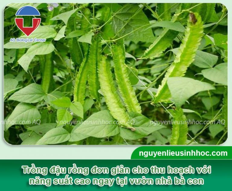 Cách trồng đậu rồng tại nhà ra trái thu hoạch quanh năm