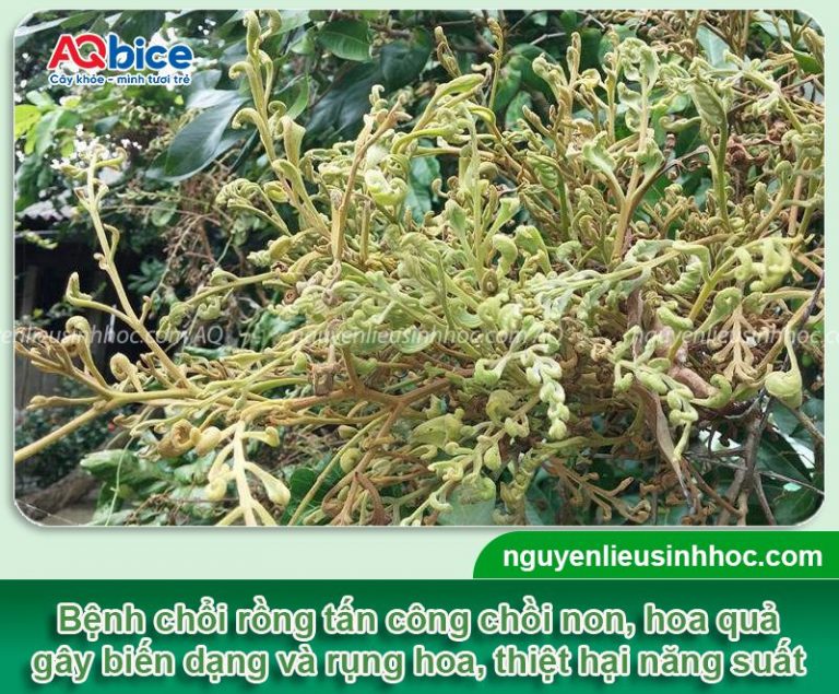 Cách phòng trị bệnh chổi rồng trên cây nhãn và Nguyên nhân