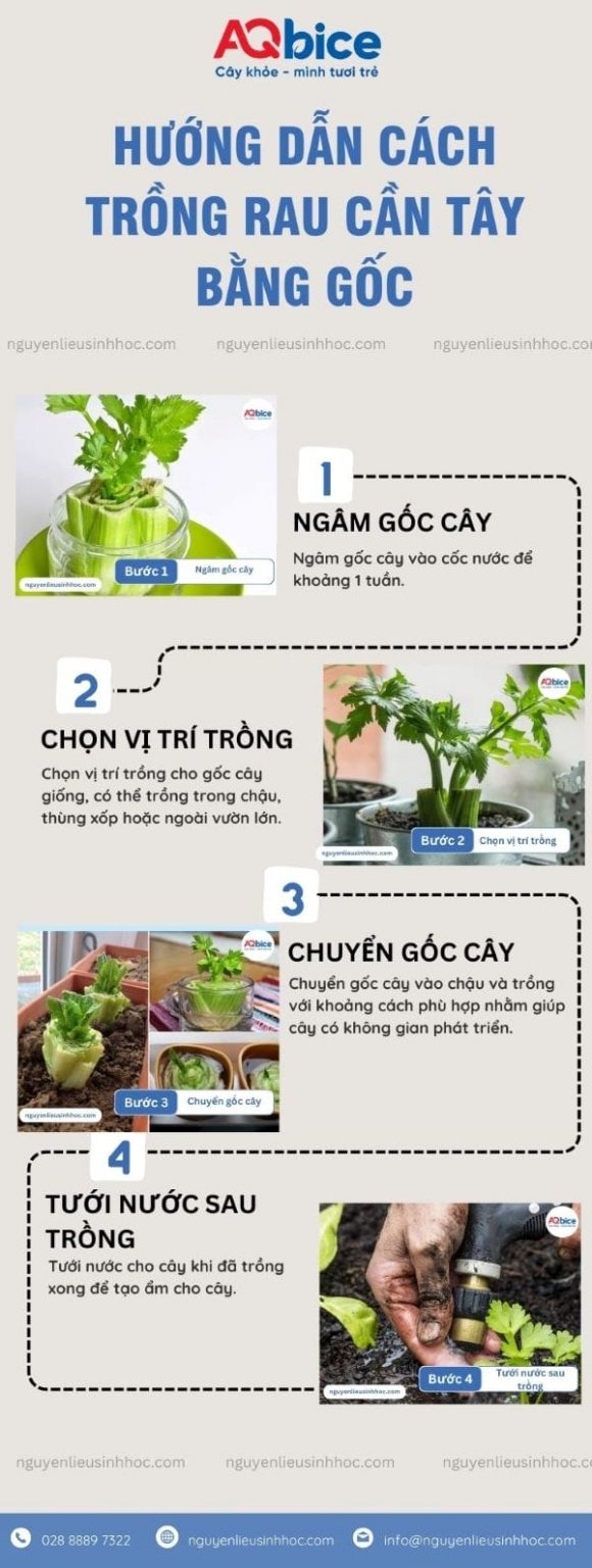 Hướng dẫn cách trồng rau cần tây xanh tốt không sâu bệnh