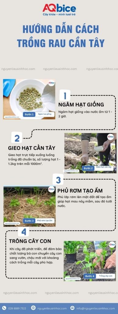 Hướng dẫn cách trồng rau cần tây xanh tốt không sâu bệnh