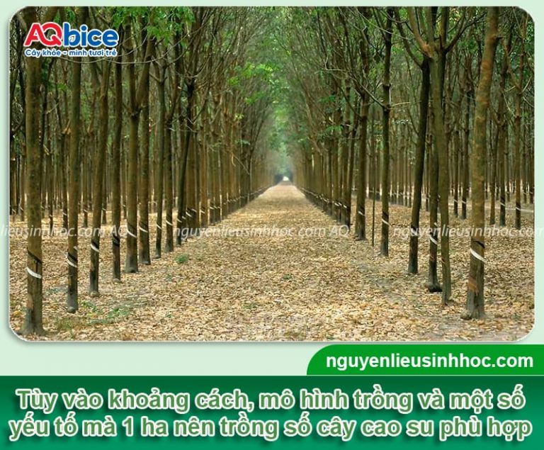 1 ha cao su trồng được bao nhiêu cây? Khoảng cách và chi phí