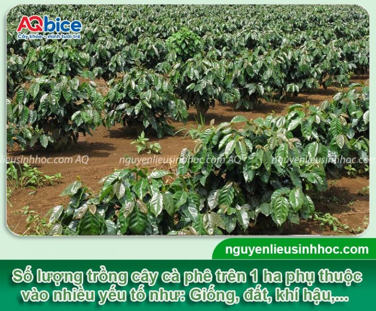 1 ha trồng được bao nhiêu cây cà phê? Khoảng cách và chi phí