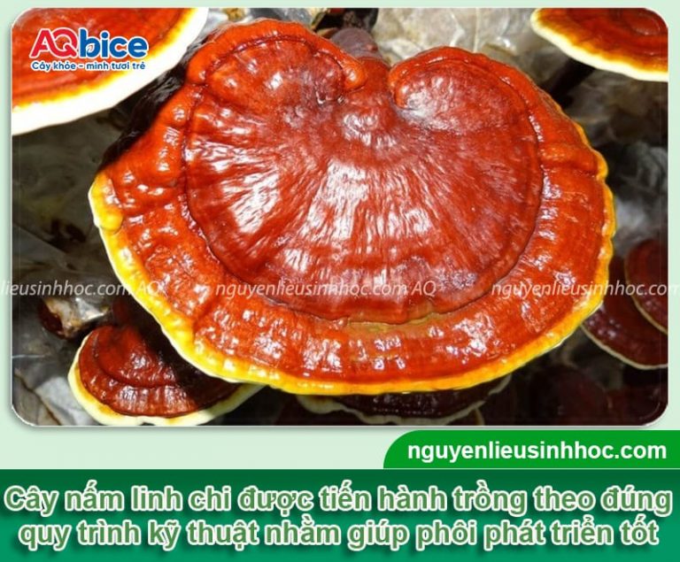 Cách trồng nấm linh chi tại nhà giúp thu hoạch nhanh chóng