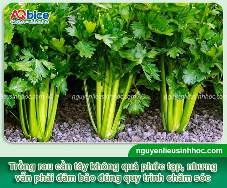 Hướng dẫn cách trồng rau cần tây xanh tốt không sâu bệnh