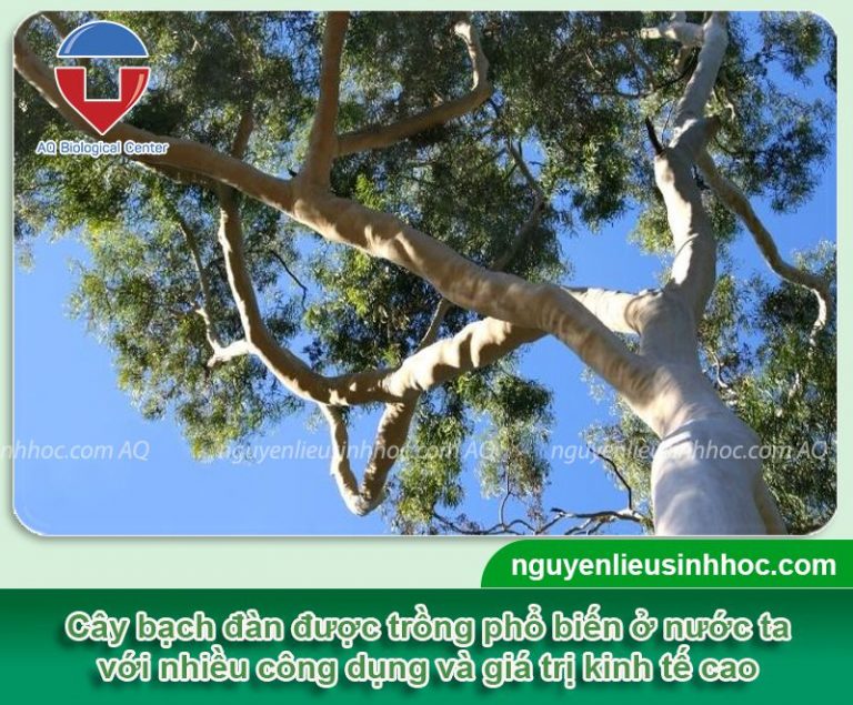 Kỹ thuật trồng cây bạch đàn và chăm sóc cây xanh tốt