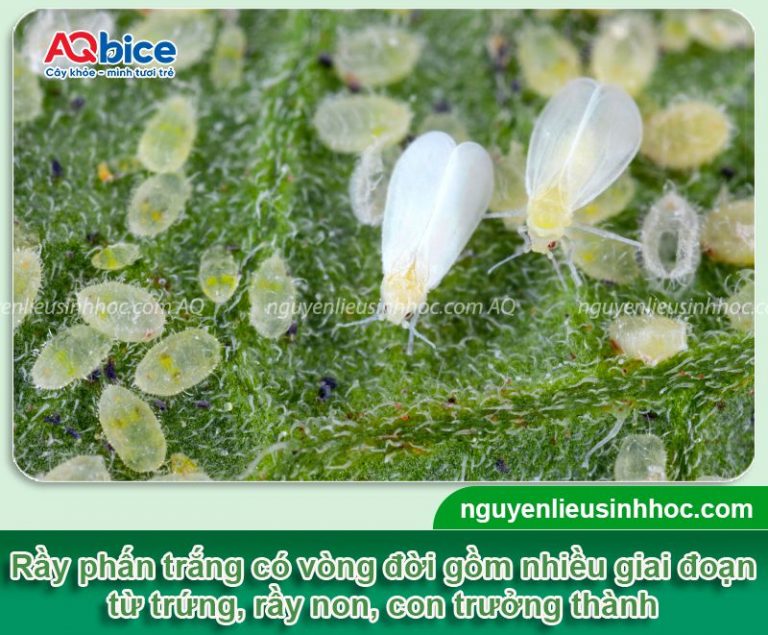 Rầy lưng trắng hại lúa: Dấu hiệu nhận biết, cách phòng trị