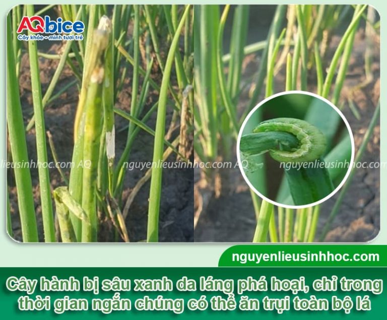 Phòng trừ sâu xanh da láng hại hành hiệu quả và an toàn