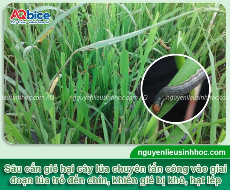 Sâu cắn gié hại lúa: Dấu hiệu và Biện pháp quản lý hiệu quả
