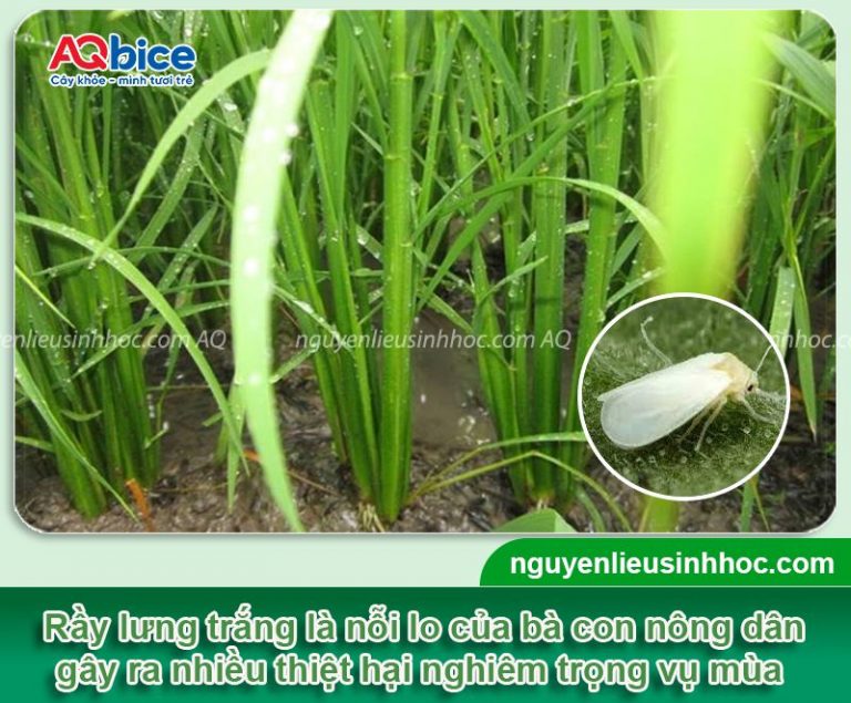 Rầy lưng trắng hại lúa: Dấu hiệu nhận biết, cách phòng trị