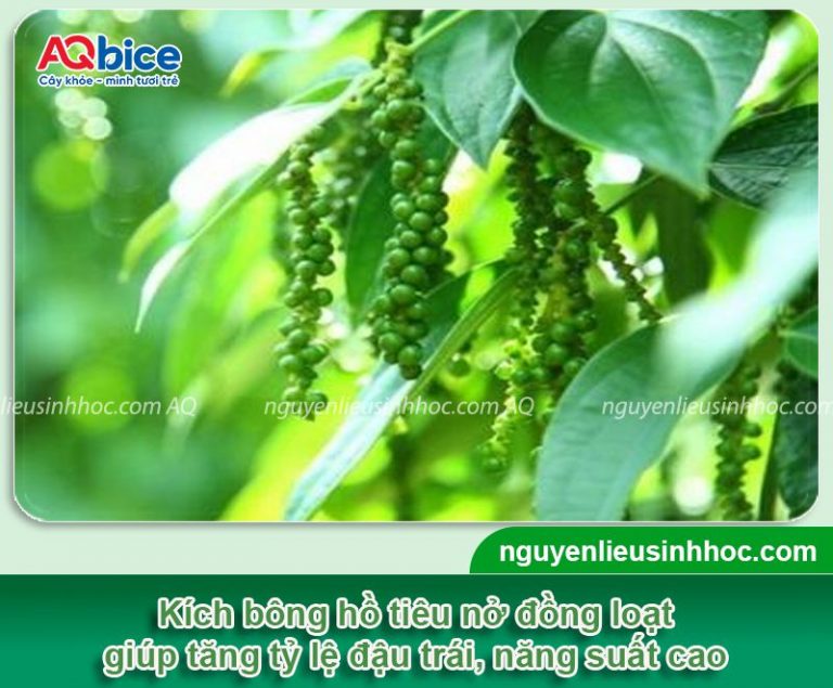 Thuốc kích bông tiêu Bloom giúp hoa ra đồng loạt, chuỗi dài