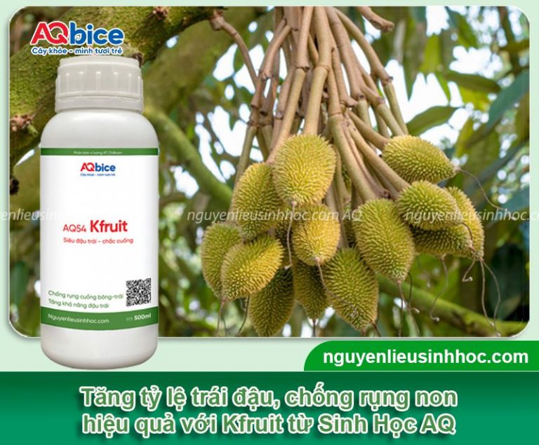 Thuốc chống rụng trái non sầu riêng Kfruit tăng tỷ lệ đậu trái