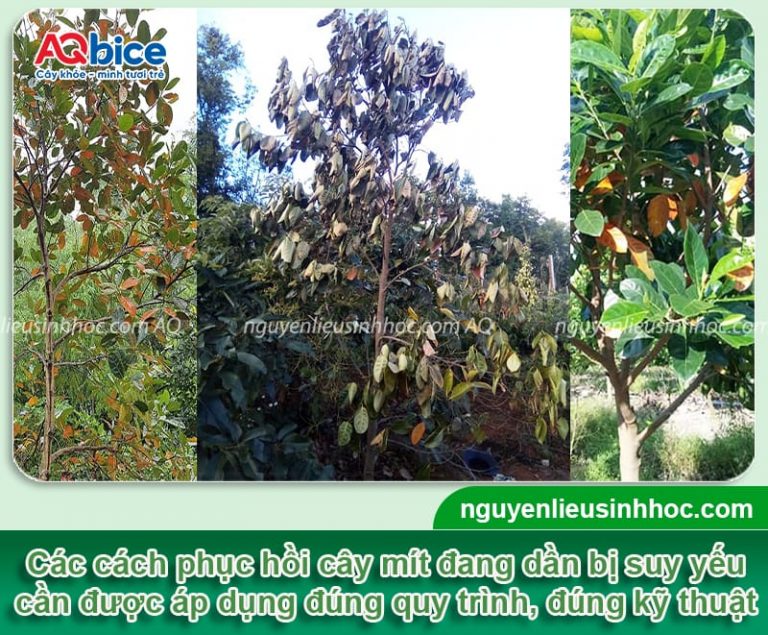 Cách cứu cây mít sắp chết phục hồi nhanh, xanh tươi trở lại