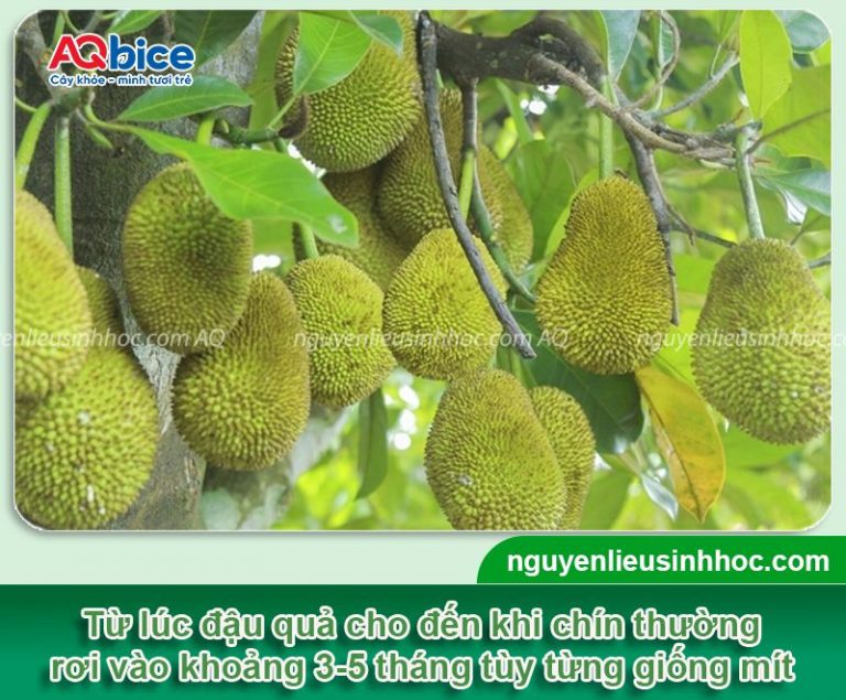 Mít ra quả bao lâu thì chín? Dấu hiệu mít chín cây thơm ngon
