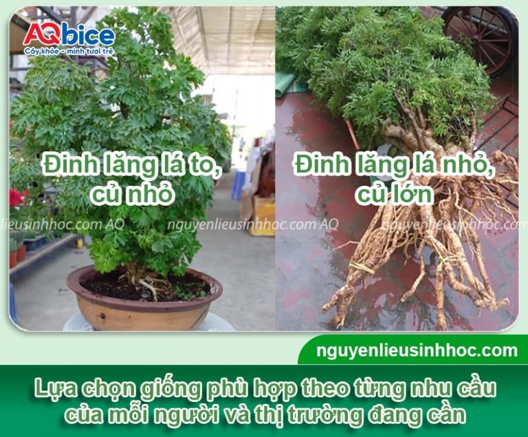Hướng dẫn cách trồng cây đinh lăng lá xanh tốt, ít sâu bệnh