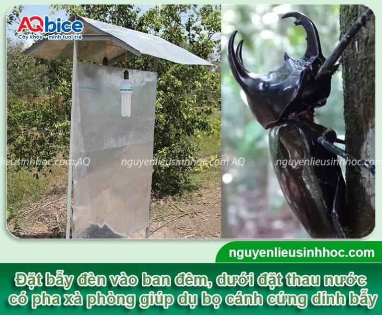 Các cách bắt bọ cánh cứng đơn giản, hiệu quả nhanh