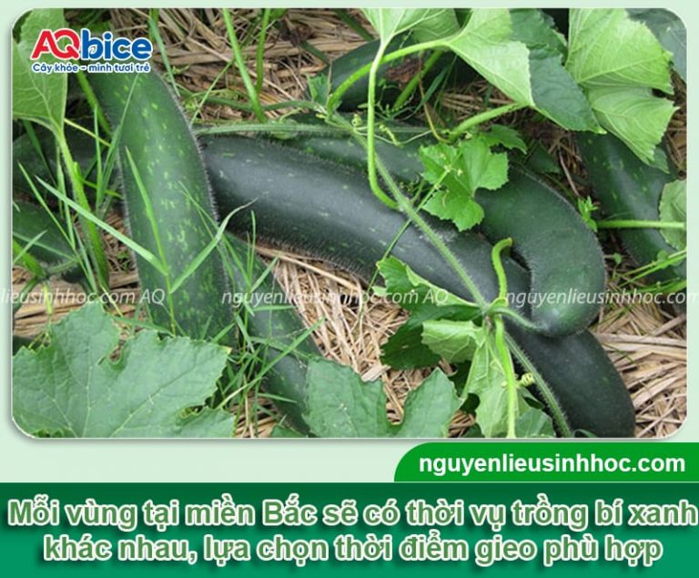 Thời vụ trồng bí xanh ở miền Bắc: Bí quyết sai quả, ít sâu