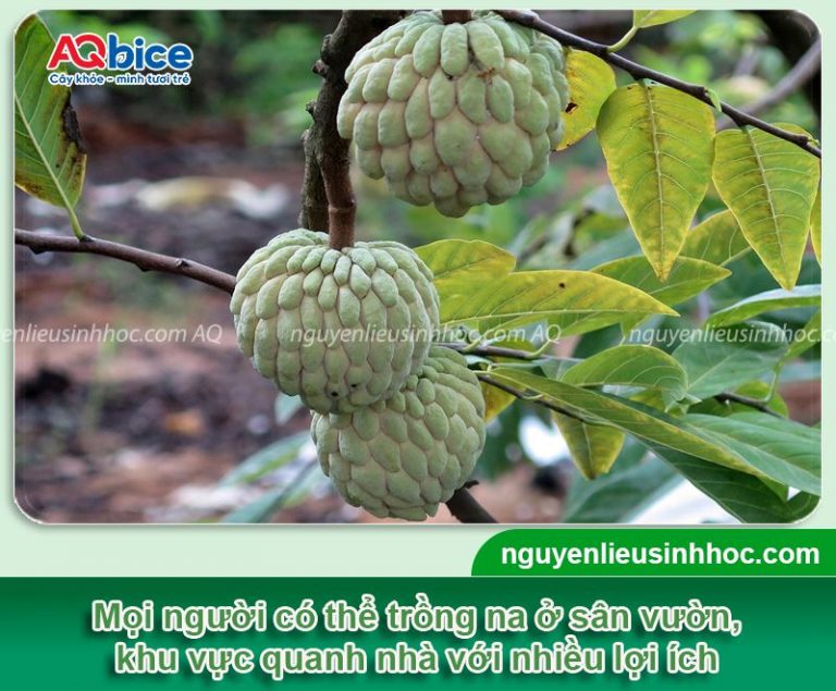 Trồng cây na trước nhà có tốt không? Ý nghĩa phong thủy