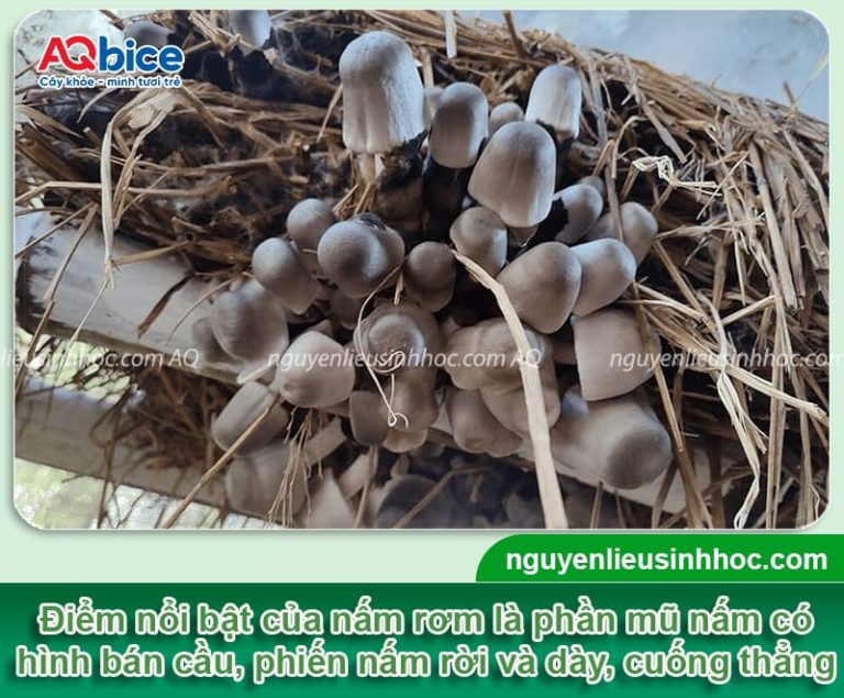 Trồng nấm rơm bằng lá chuối: Giải pháp tiết kiệm, hiệu quả