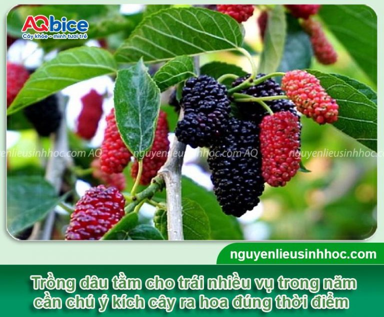 Cách làm cho cây dâu tằm ra trái đúng mùa, chống rụng non