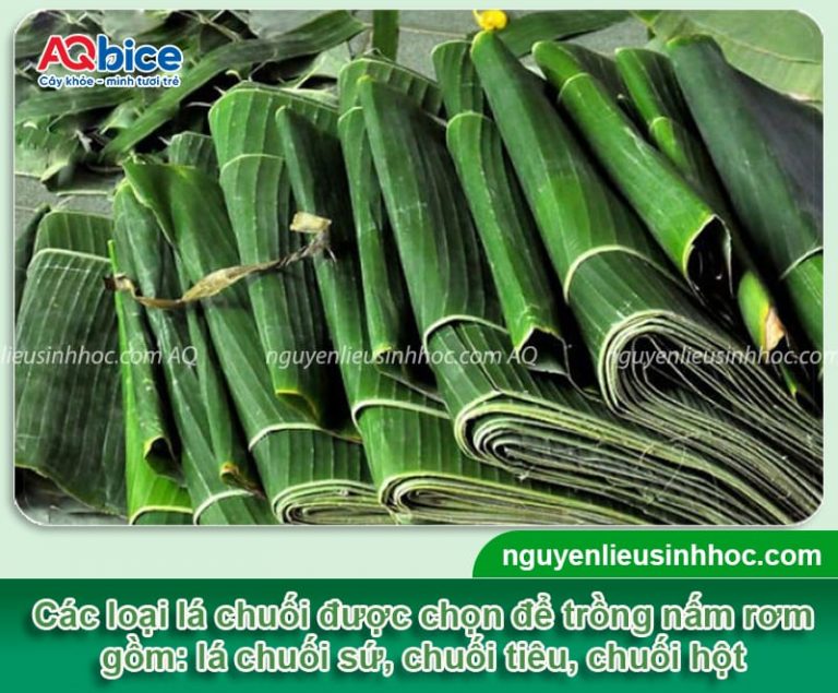 Trồng nấm rơm bằng lá chuối: Giải pháp tiết kiệm, hiệu quả