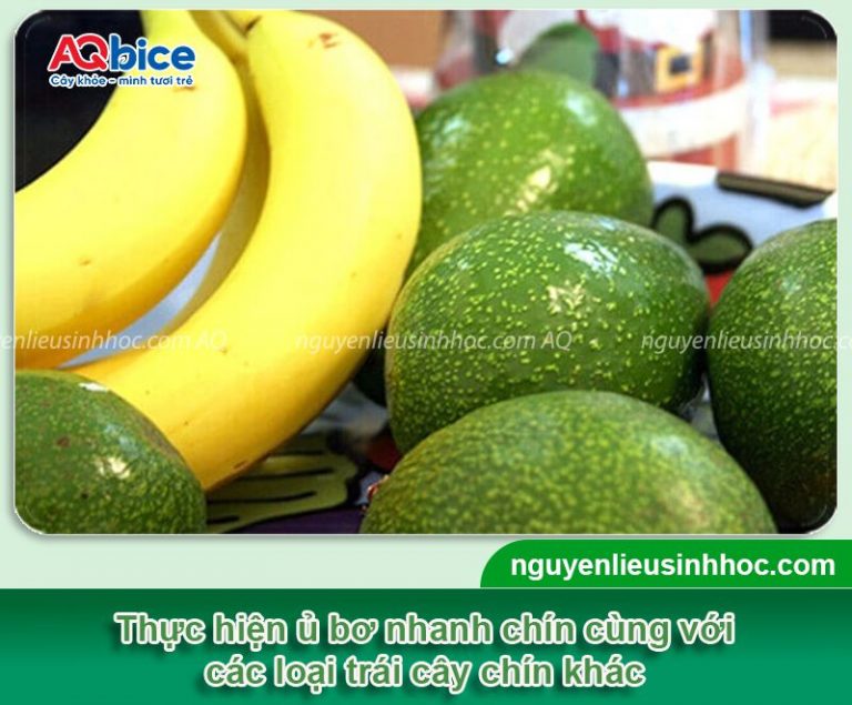 Cách làm trái bơ mau chín tự nhiên, không dùng hóa chất