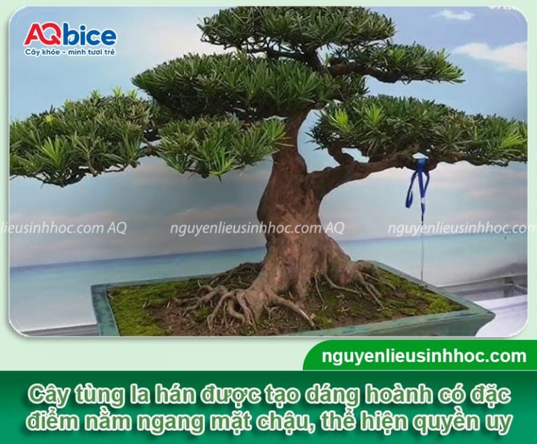 Cách tạo dáng cây tùng la hán đơn giản, dáng độc lạ, đẹp mắt