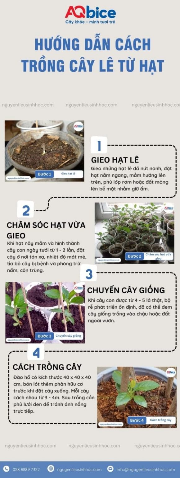 Hướng dẫn cách trồng cây lê từ hạt nhanh ra quả, ít sâu bệnh