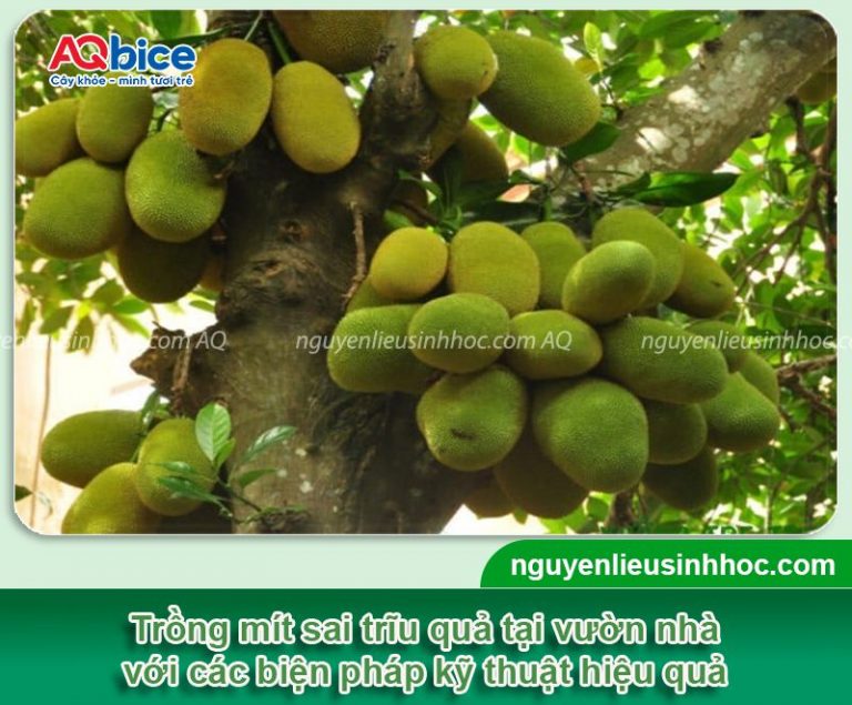 Cách làm cho mít ra quả ở thân cây sai trĩu quanh năm