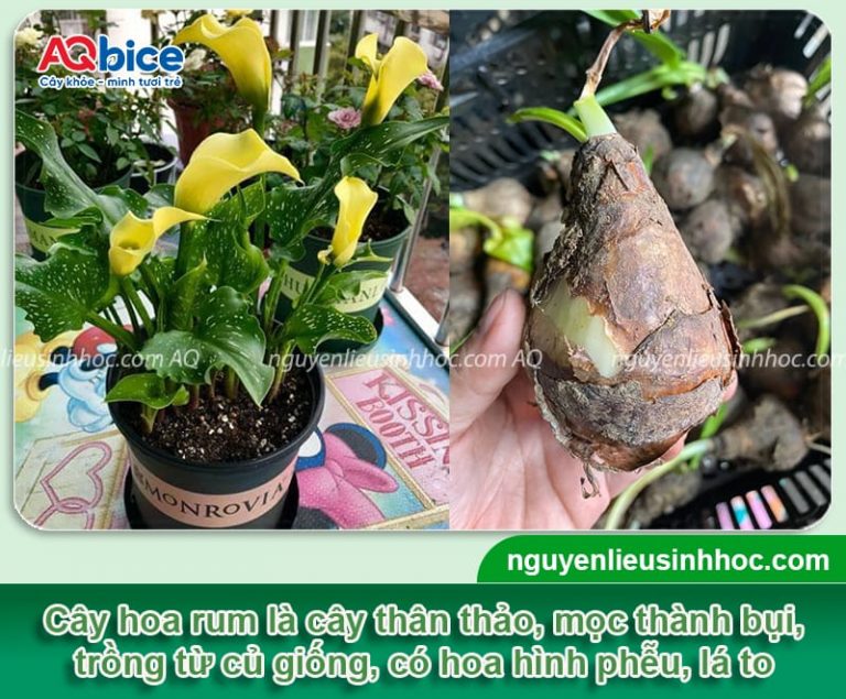 Cây hoa rum là gì? Cách trồng và chăm sóc hoa nở to, đẹp