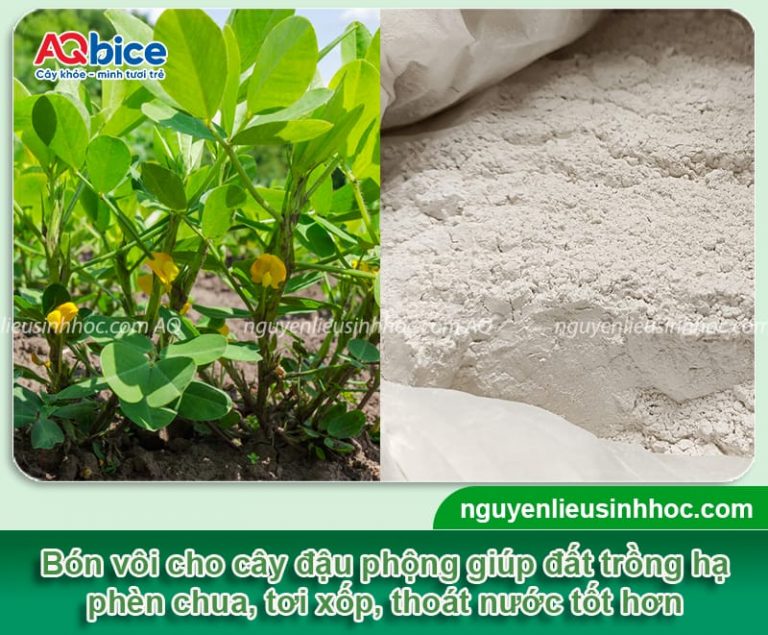 Kỹ thuật bón vôi cho cây đậu phộng để cải tạo đất hiệu quả