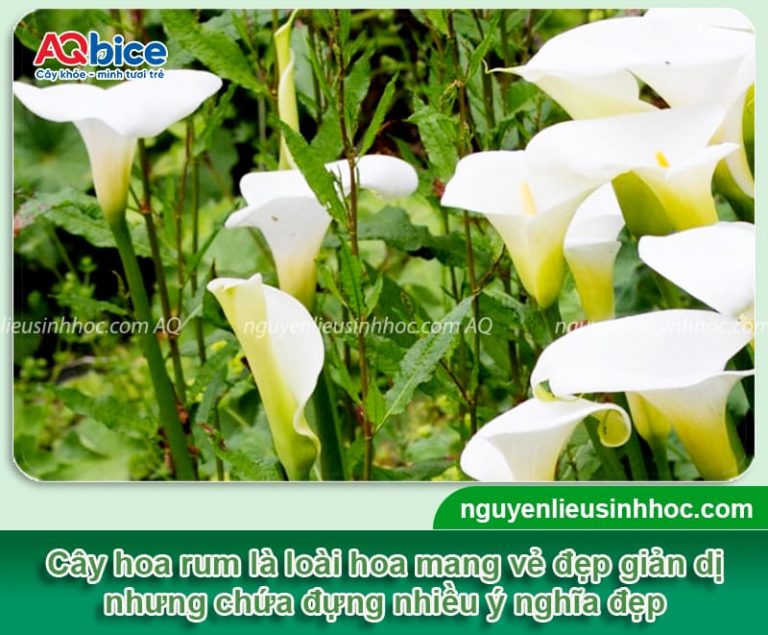 Cây hoa rum là gì? Cách trồng và chăm sóc hoa nở to, đẹp