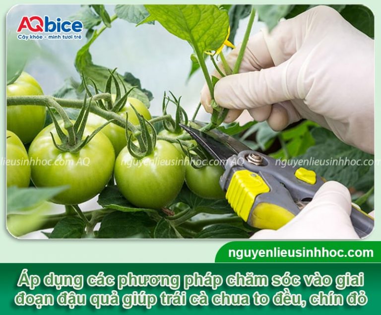 Cách chăm sóc cà chua khi ra quả, trái đẹp mã, chín mọng