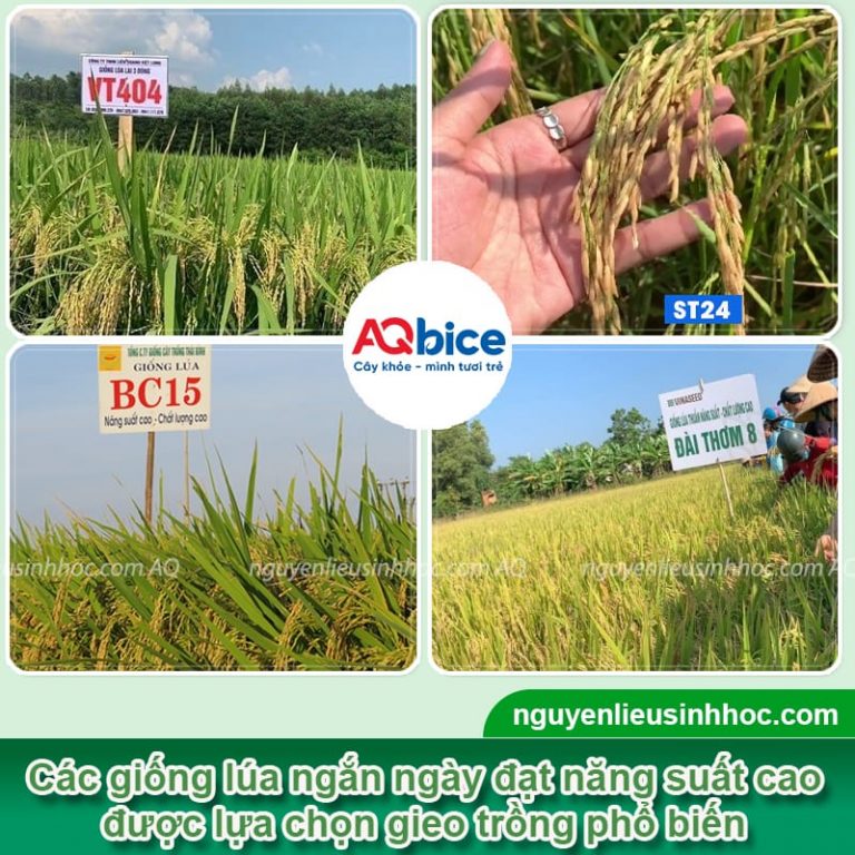 Giống lúa ngắn ngày năng suất cao phù hợp trồng ở Việt Nam